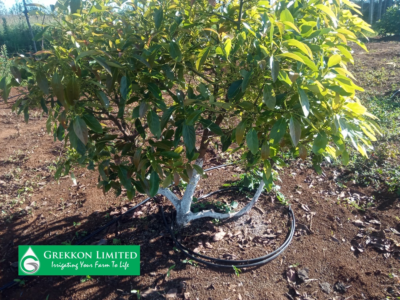 Avocado irrigation in Kenya | Avocado Sprinkler | 0711 895 635 ...