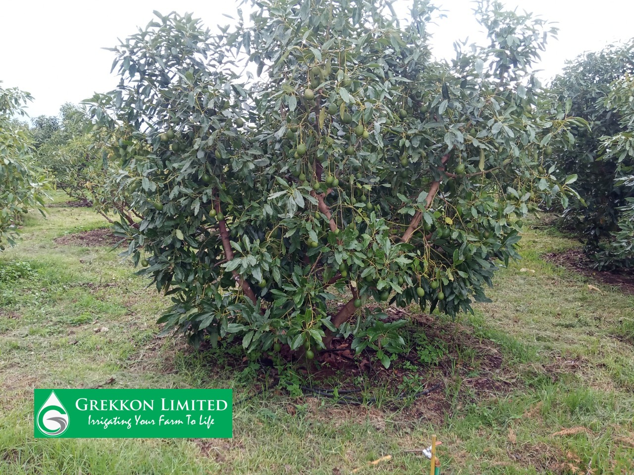 Avocado irrigation in Kenya | Avocado Sprinkler | 0711 895 635 ...