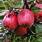 Apple Farming in Kenya | How to Irrigate Apples | Grekkon Limited