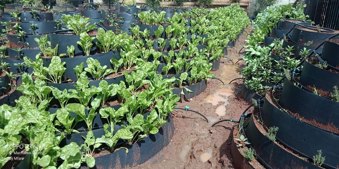 Multi Storey Gardens in Kenya | Kitchen Gardens | Grekkon Limited